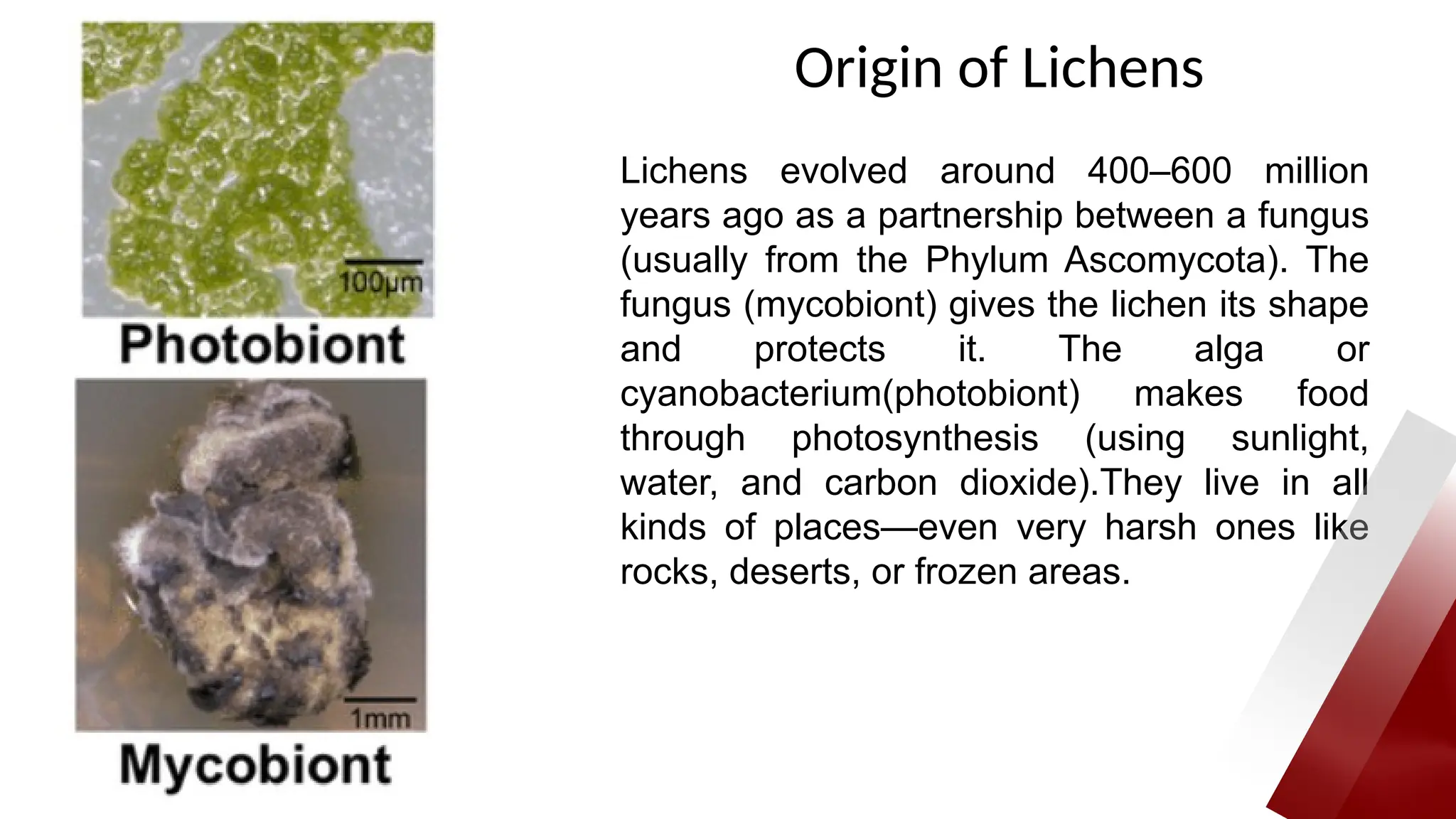 BIOLOGY-LICHENS report in Evolutionary Botany.pptx