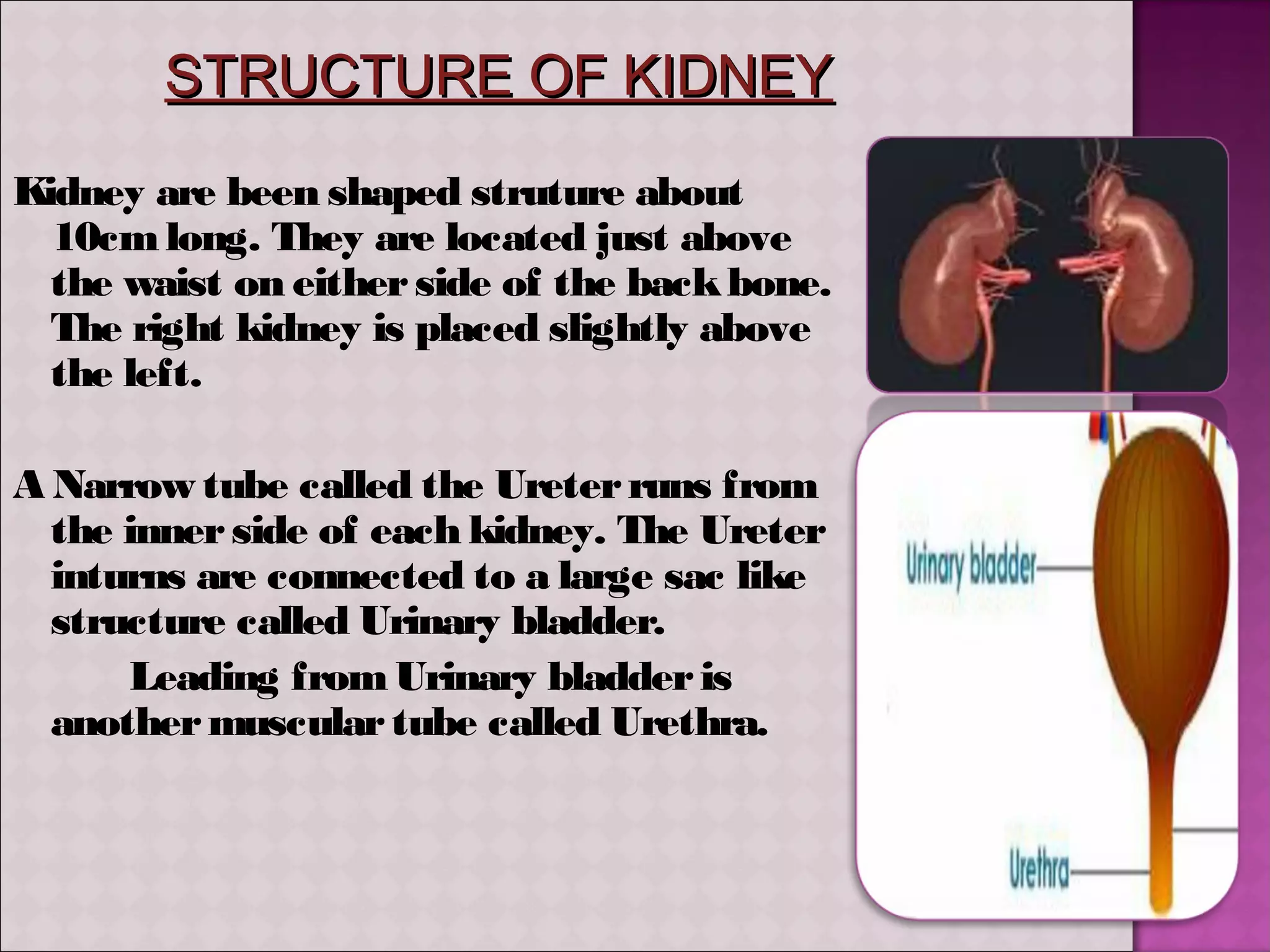 Biology new-B.Ed Digital Lesson Plan | PPT