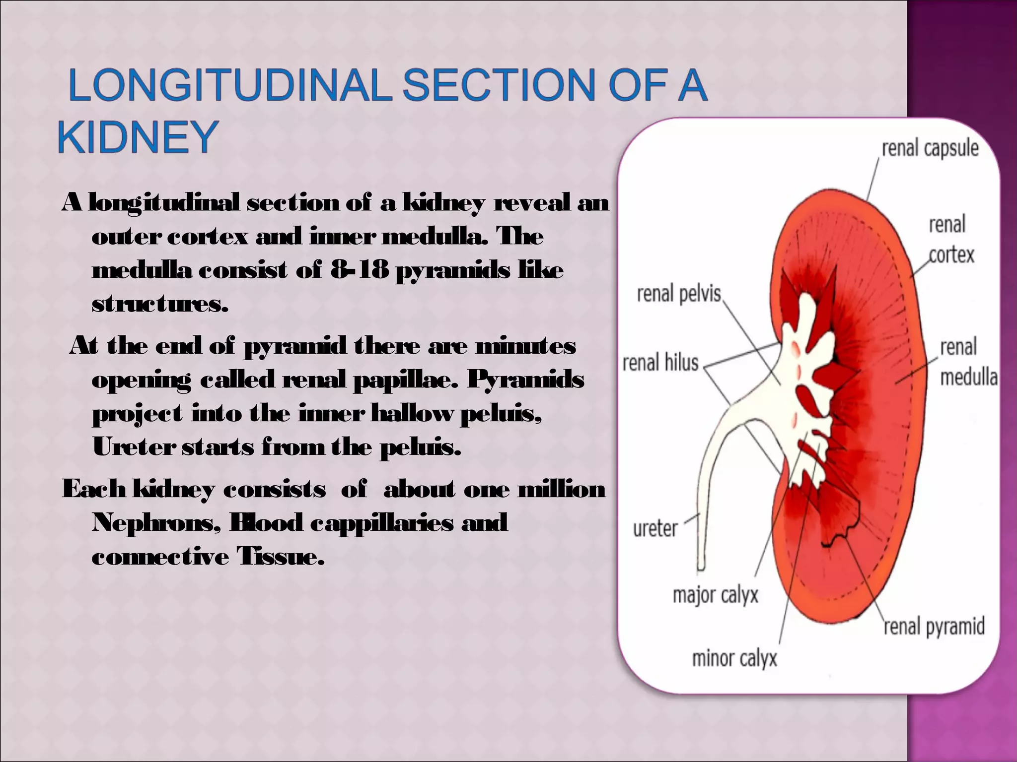 Biology new-B.Ed Digital Lesson Plan | PPT