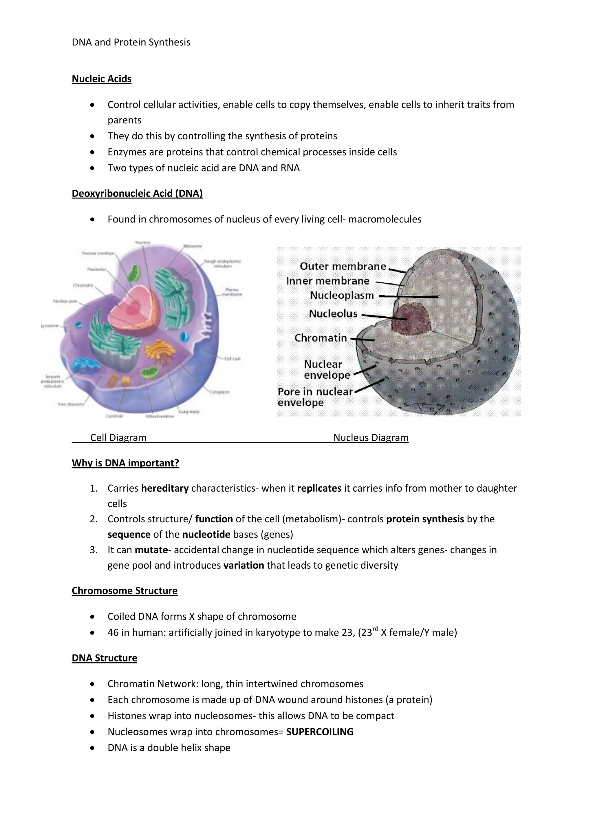 Biology notes-dna-and-protein-synthesis | PDF
