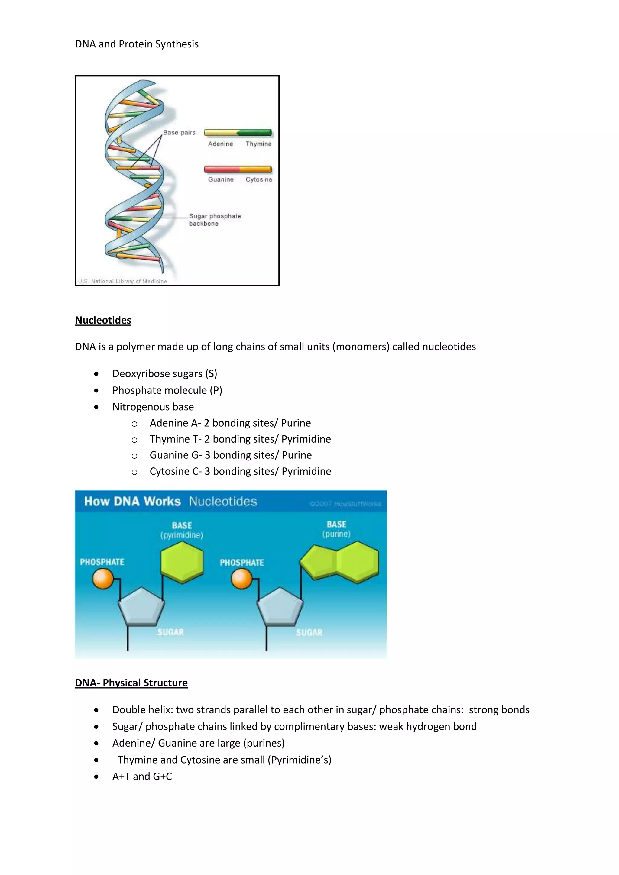 Biology notes-dna-and-protein-synthesis | PDF