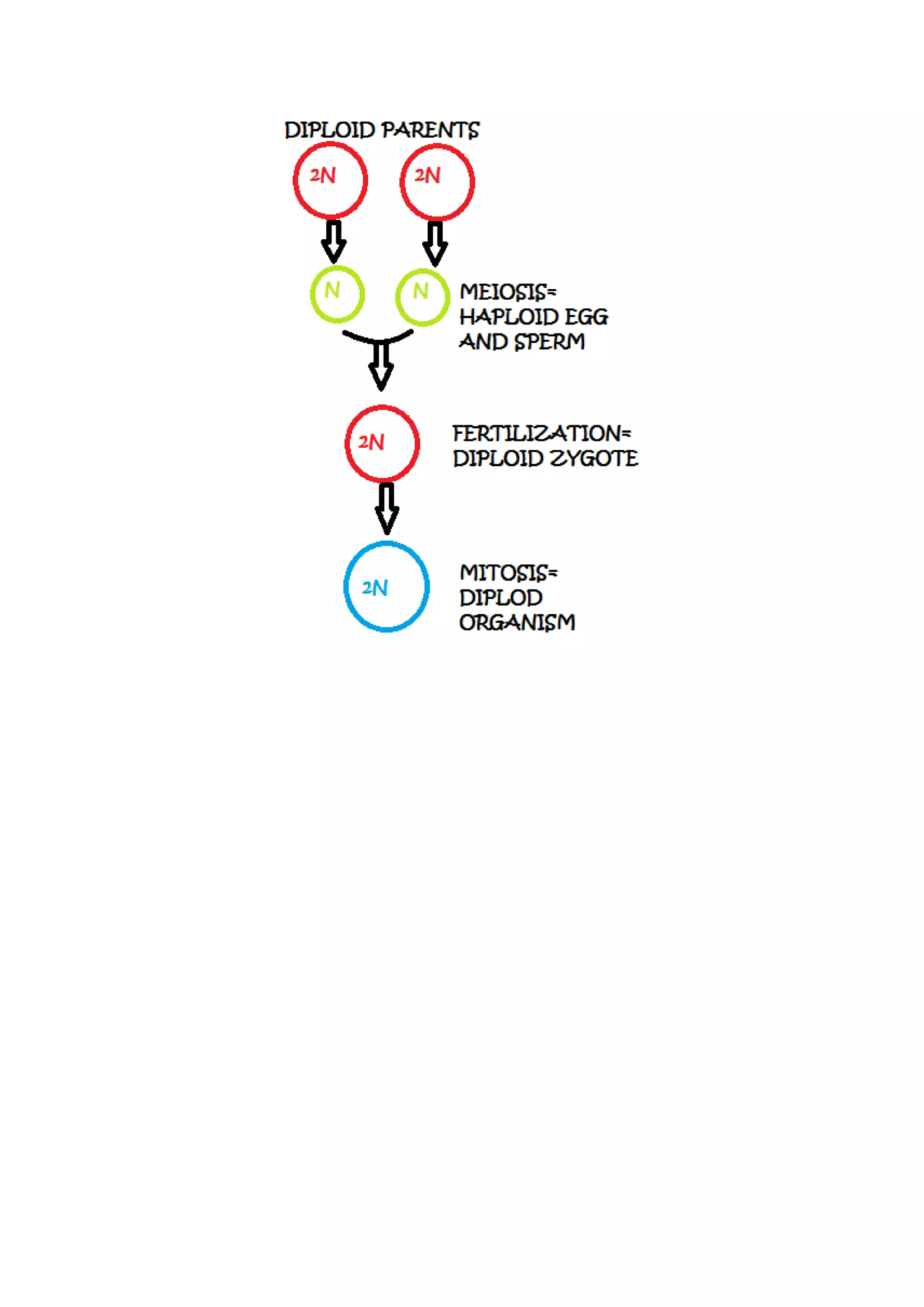 Biology notes-meiosis | PDF