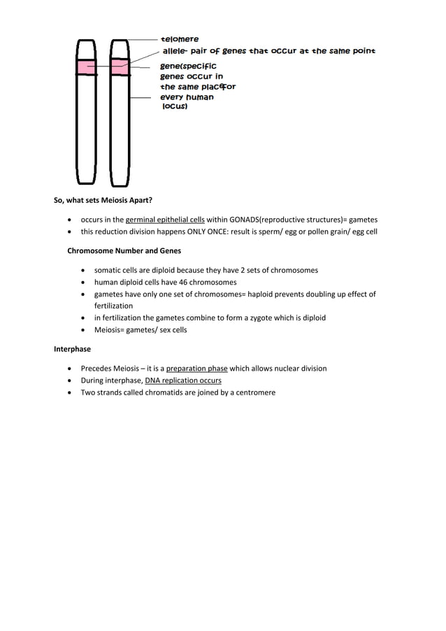 Biology notes-meiosis | PDF
