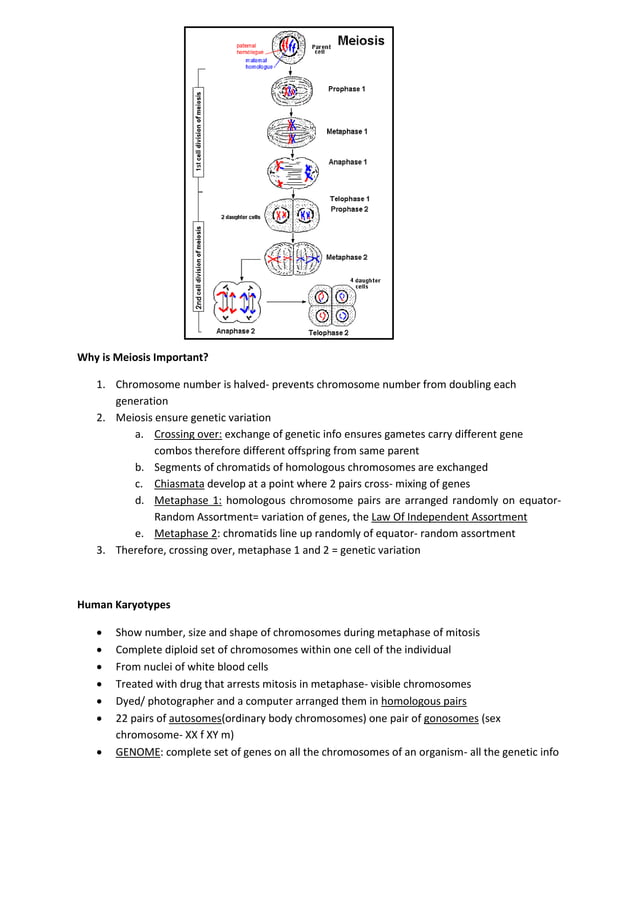 Biology notes-meiosis | PDF