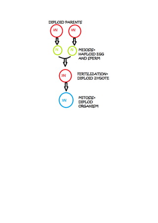 Biology notes-meiosis | PDF