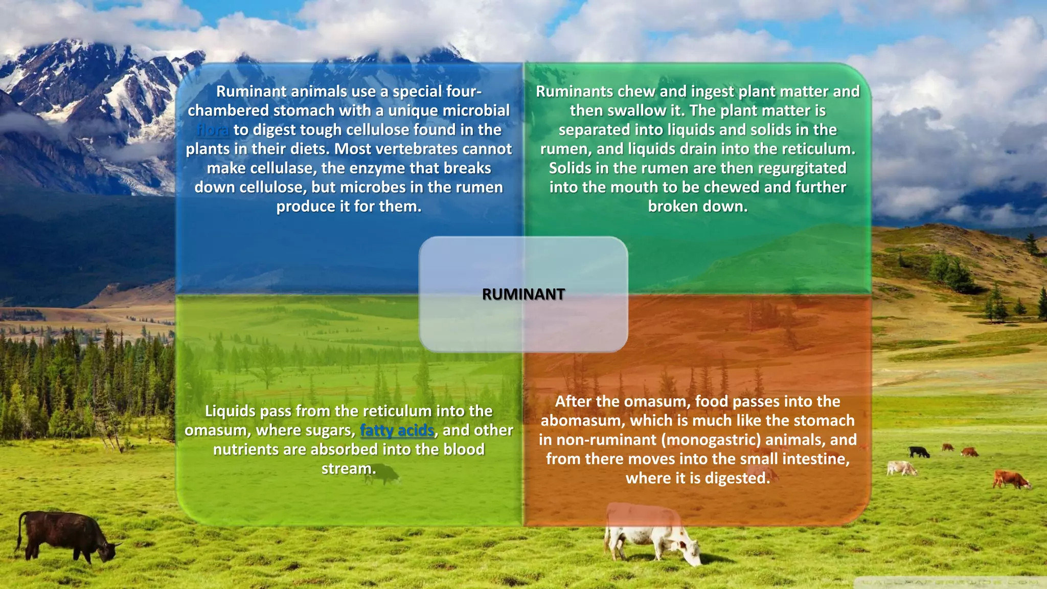 Biology - chapter 6 ( ruminant and rodent ) form 4.. | PPTX