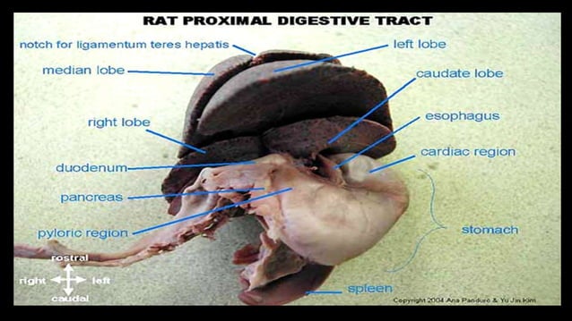 Biology - chapter 6 ( ruminant and rodent ) form 4.. | PPTX