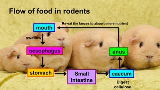 Biology - chapter 6 ( ruminant and rodent ) form 4.. | PPTX