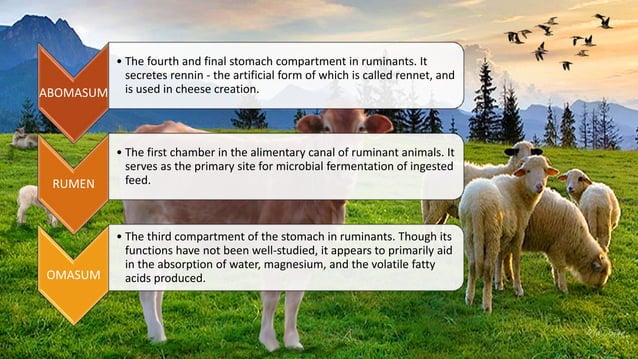 Biology - chapter 6 ( ruminant and rodent ) form 4.. | PPTX