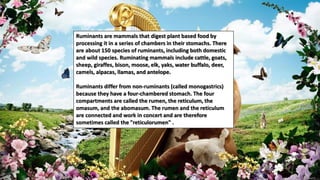 Biology - chapter 6 ( ruminant and rodent ) form 4.. | PPTX