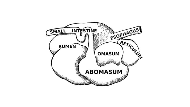 Biology - chapter 6 ( ruminant and rodent ) form 4.. | PPTX