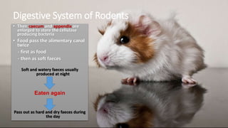 Biology - chapter 6 ( ruminant and rodent ) form 4.. | PPTX