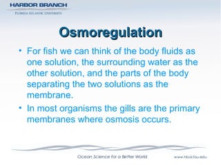 Msc zoology fourth semester Biology-of-Cultured-Fish.ppt