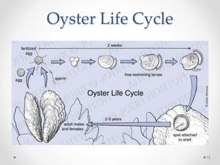 Biology of Molluscs | PPTX