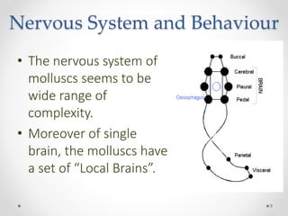 Mollusca Nervous System