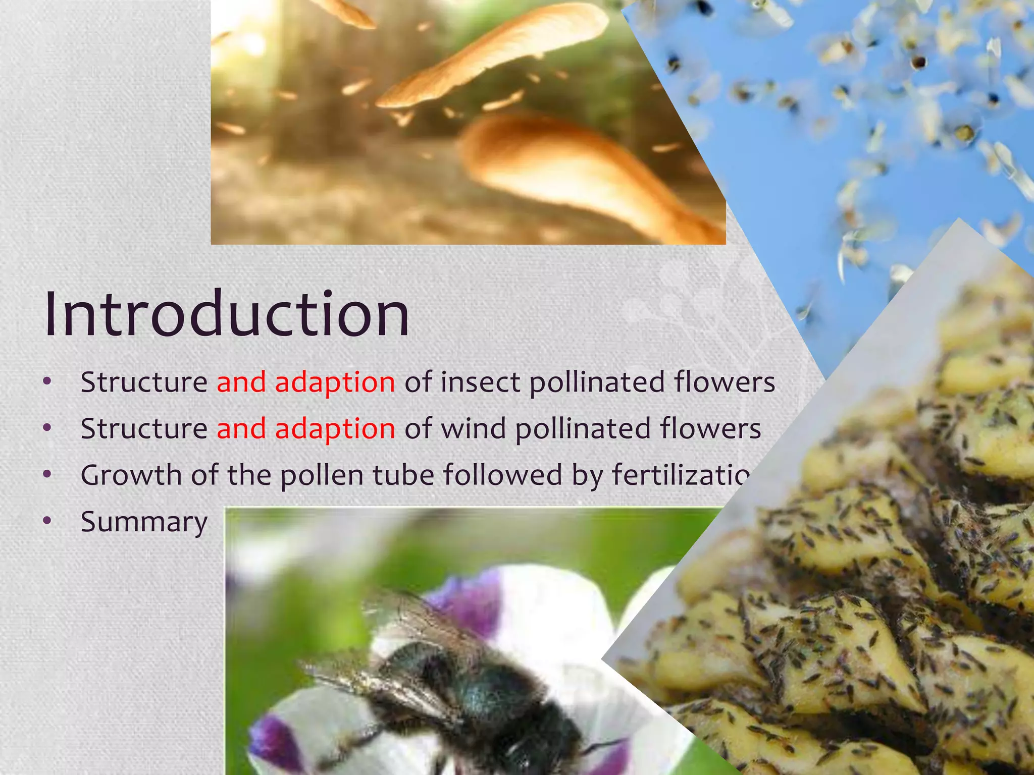 Biology pollinated | PPTX