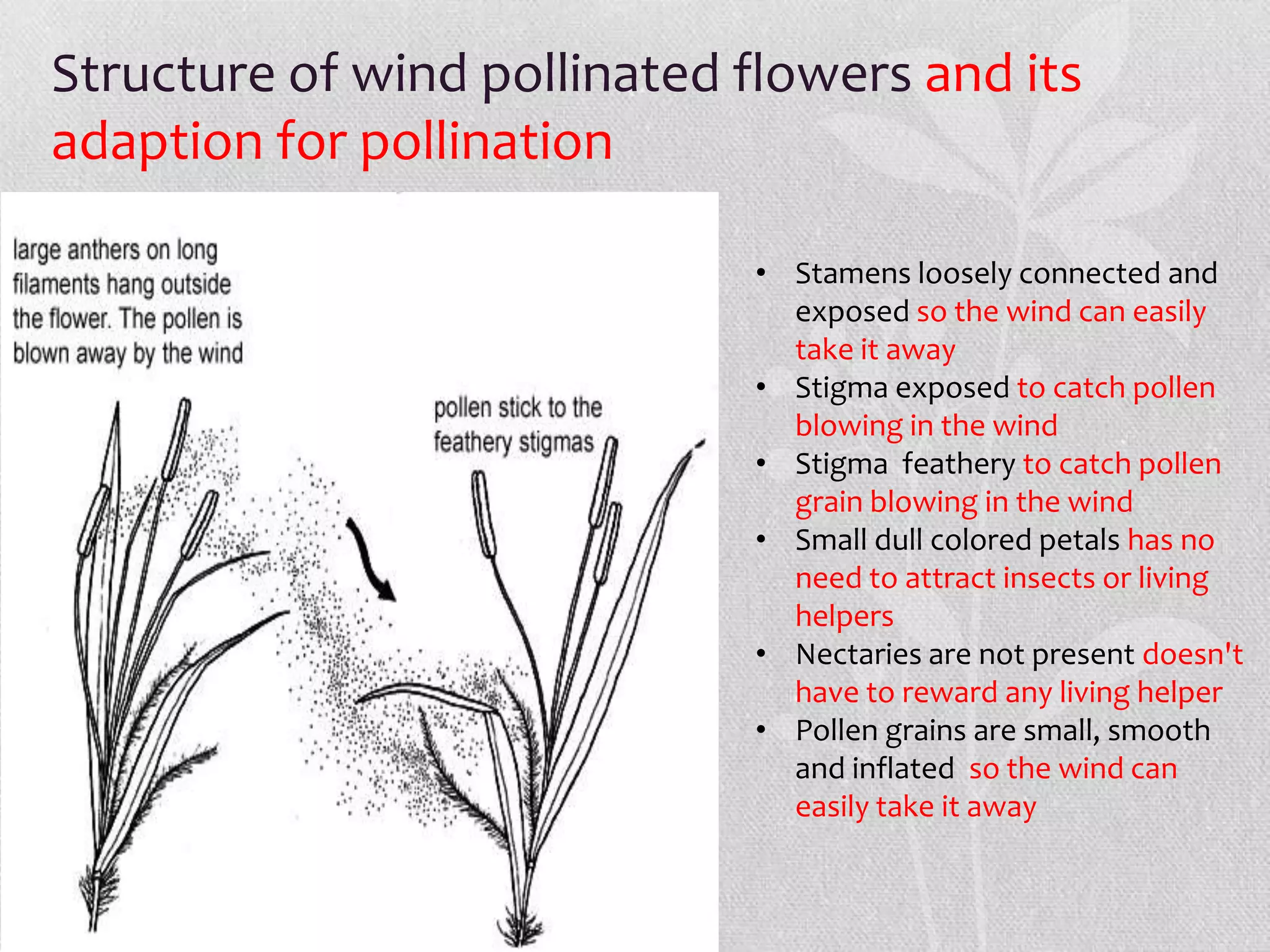 Biology pollinated | PPTX