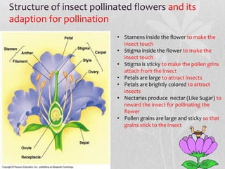 Biology pollinated | PPTX