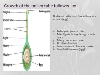 Biology pollinated | PPTX