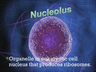 biology power point | PPT