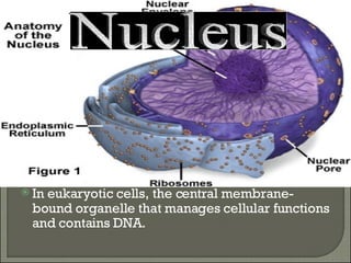 biology power point | PPT