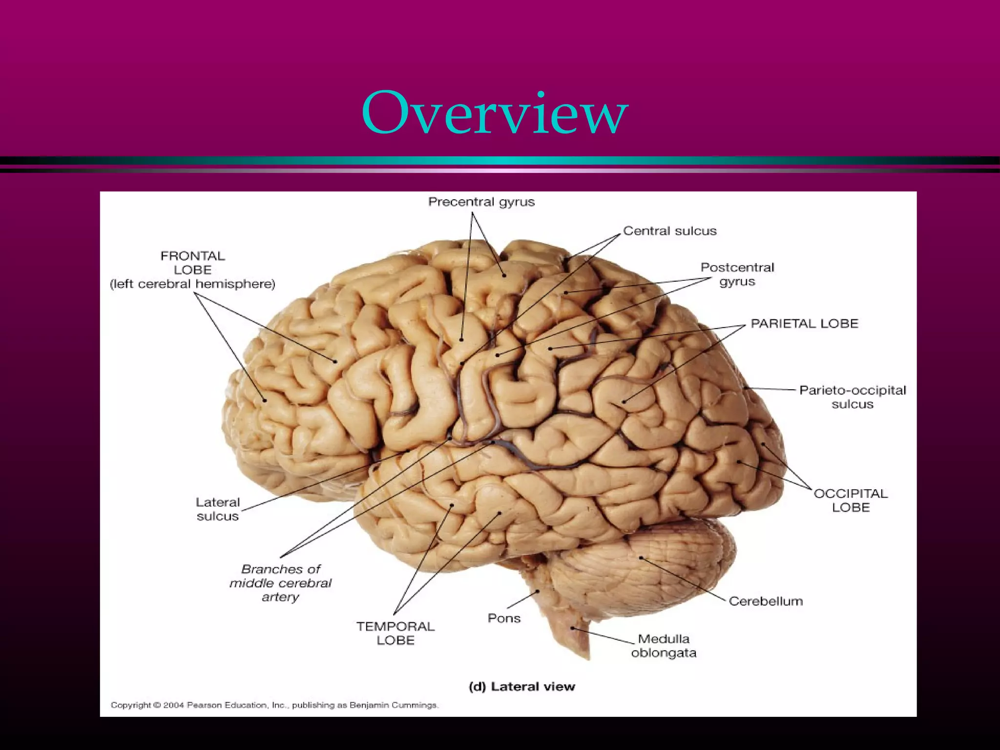 Biology the brain | PPT