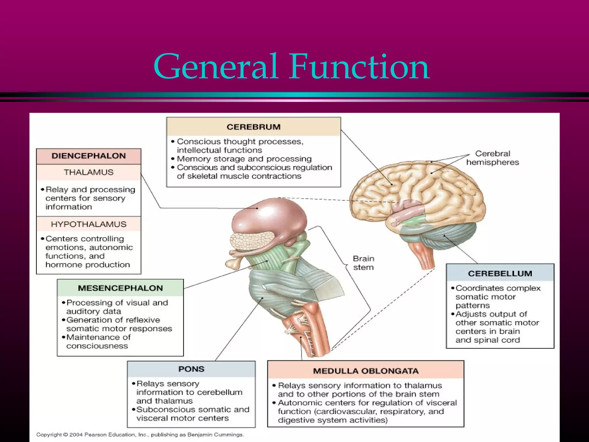 Biology the brain | PPT