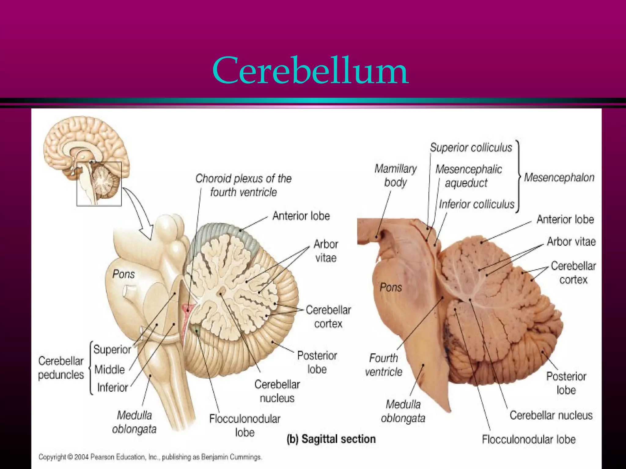 Biology the brain | PPT