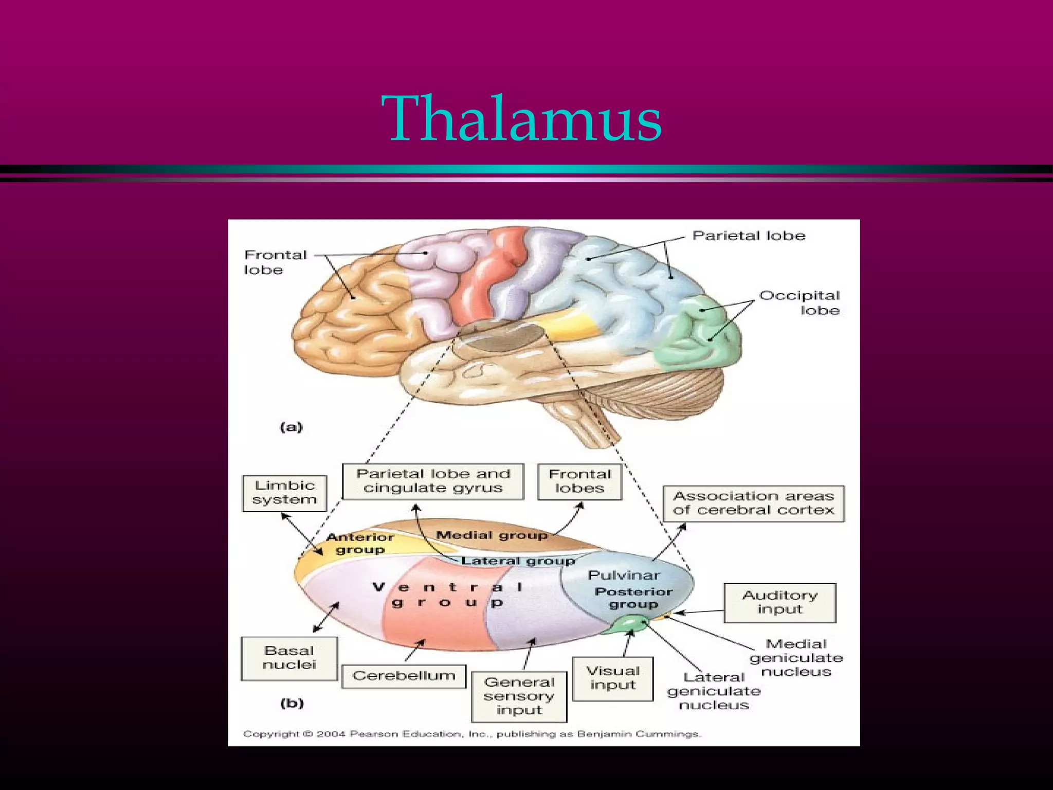 Biology the brain | PPT