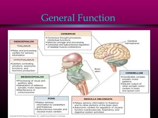 Biology the brain | PPT