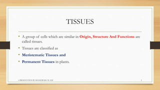 Biology tissues class 9 | PPTX
