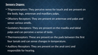 BIOLOGY - ZOOLOGY.pptx Class 11 Organ and organ systems in animals | PPTX