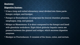 BIOLOGY - ZOOLOGY.pptx Class 11 Organ and organ systems in animals ...