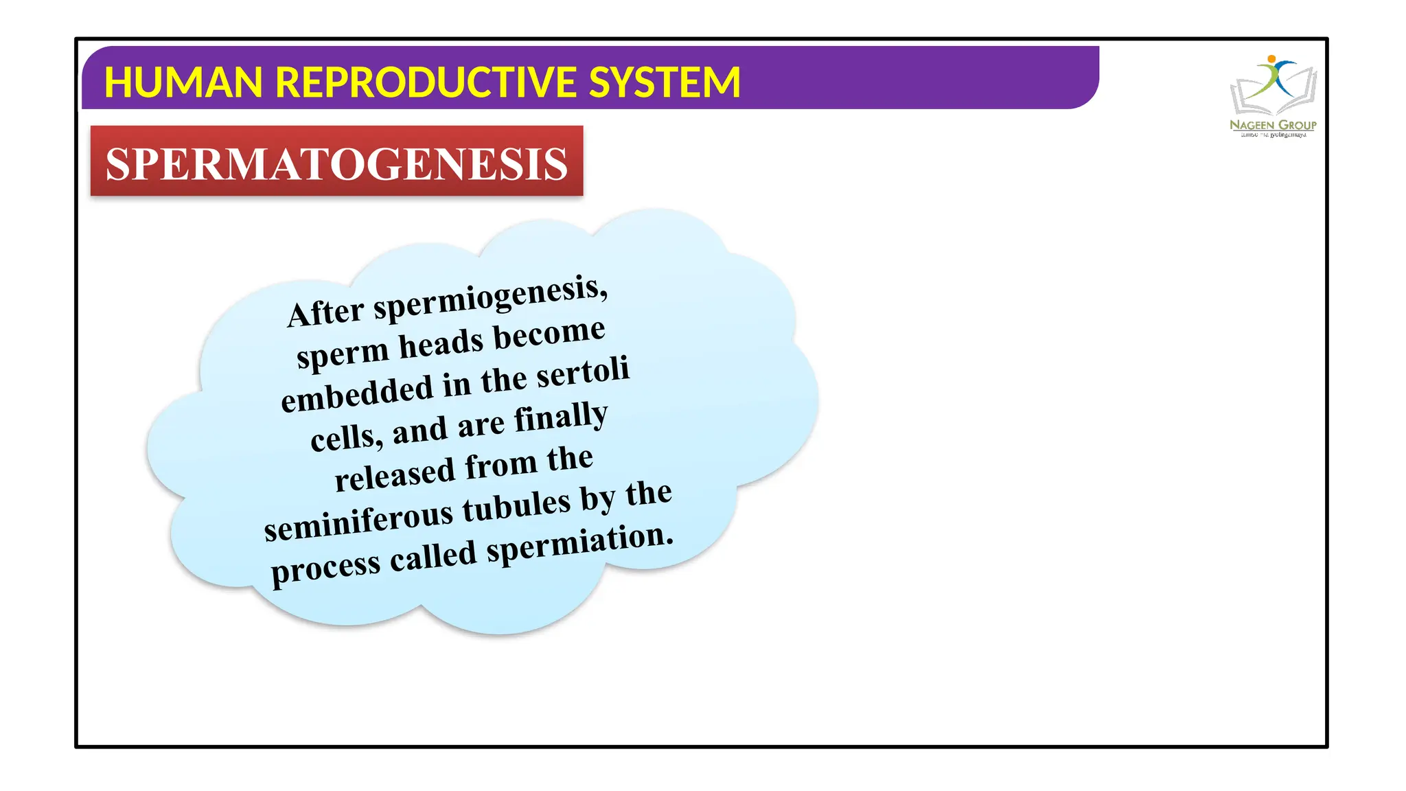 Biology - Zooology - Human reproduction - Game to genesis - spermato ...