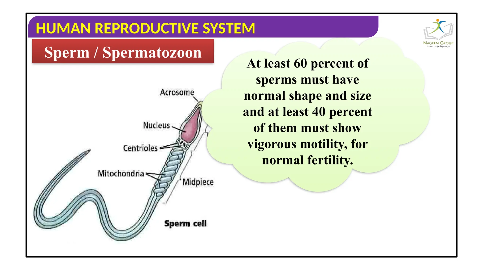 Biology - Zooology - Human reproduction - Game to genesis - spermato ...
