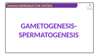 Biology - Zooology - Human reproduction - Game to genesis - spermato ...