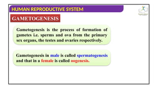 Biology - Zooology - Human reproduction - Game to genesis - spermato ...
