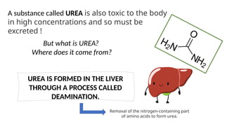 Biology0610ExcretorySystem-1 IGCSE .pptx