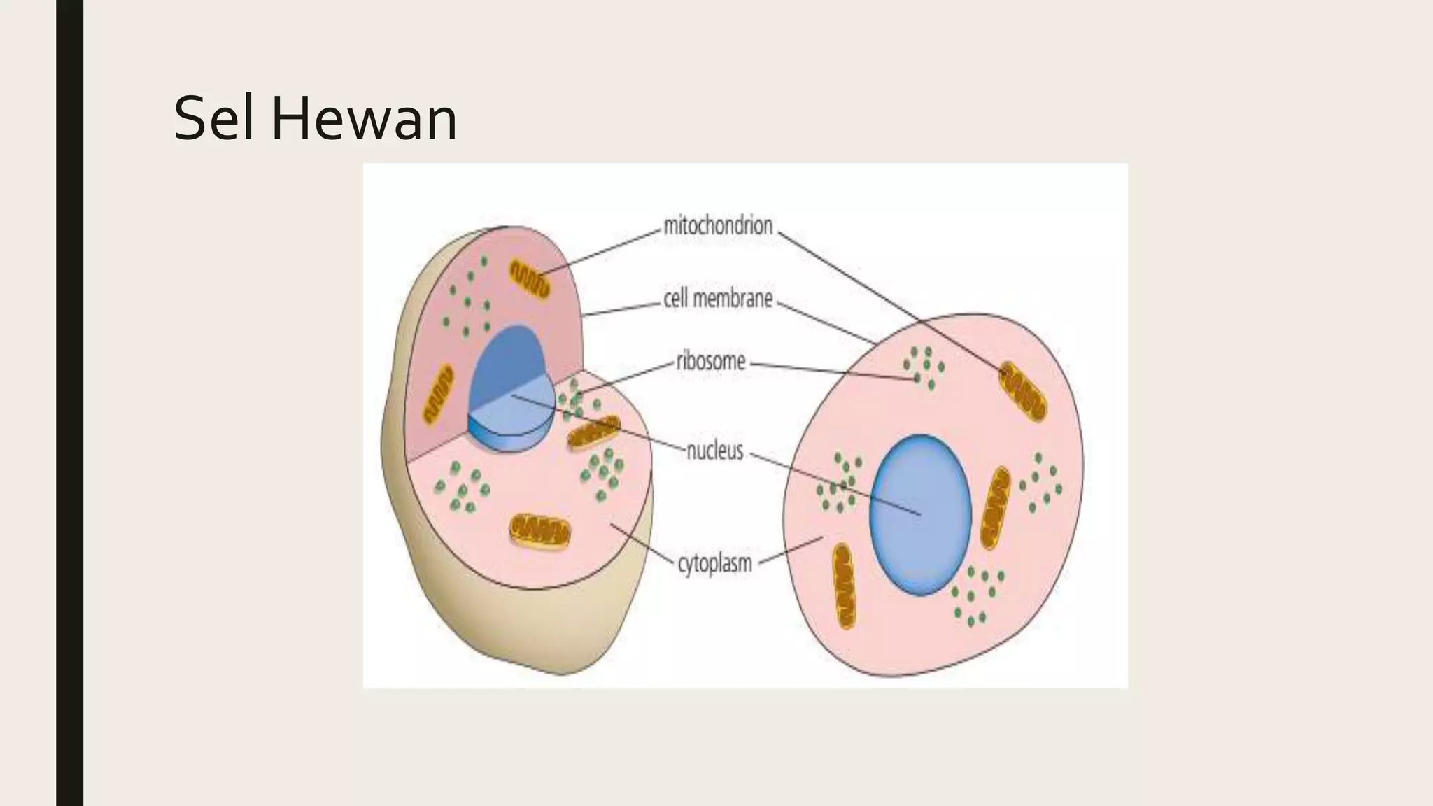 Biology struktur sel | PPT