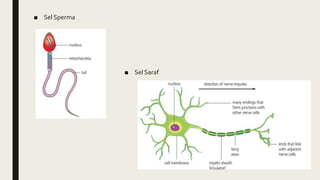 Biology struktur sel | PPTX