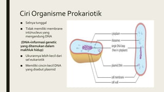 Biology struktur sel | PPTX