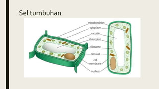 Biology struktur sel | PPTX