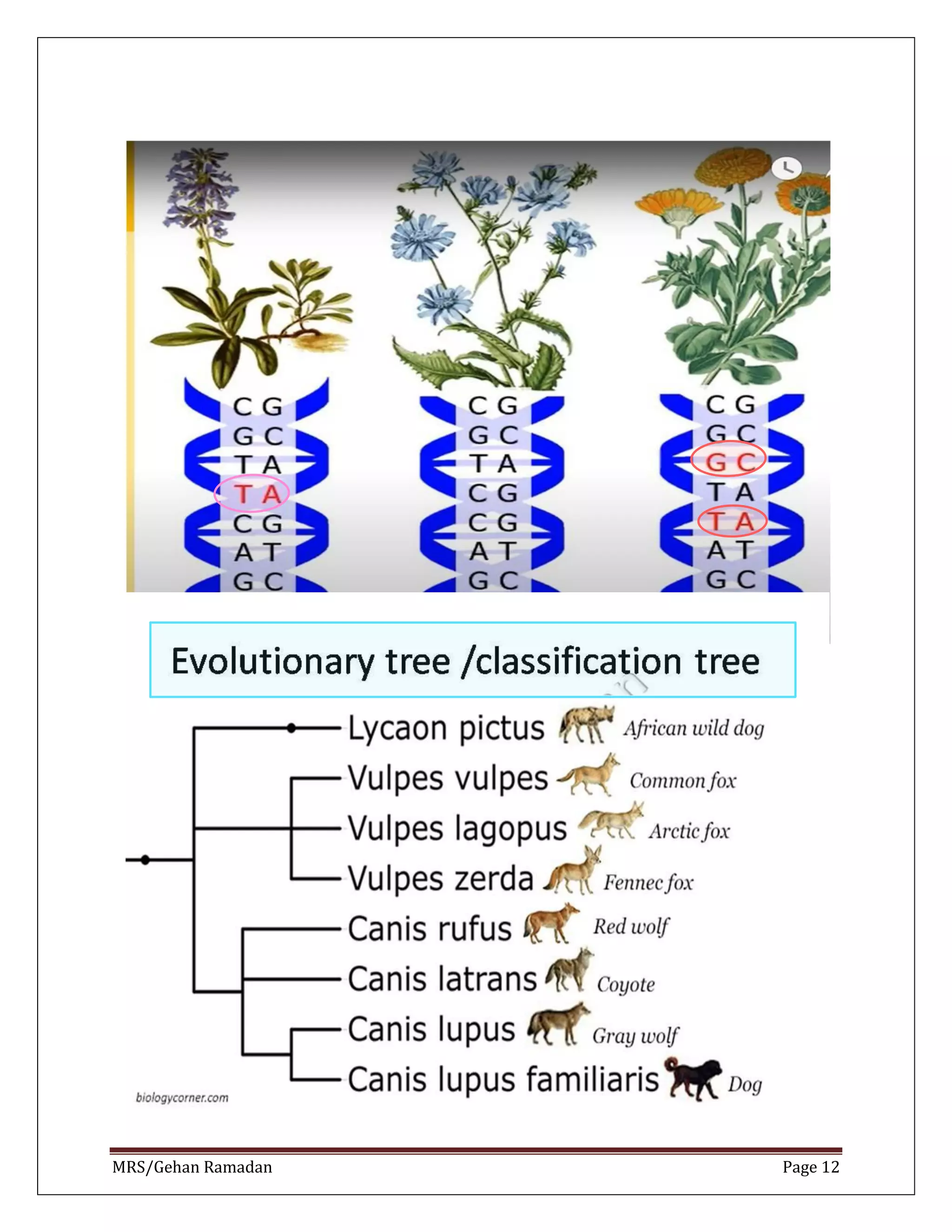 biology 1. Classification Of Living Organisms notes (Dr. jehan Ramadan ...