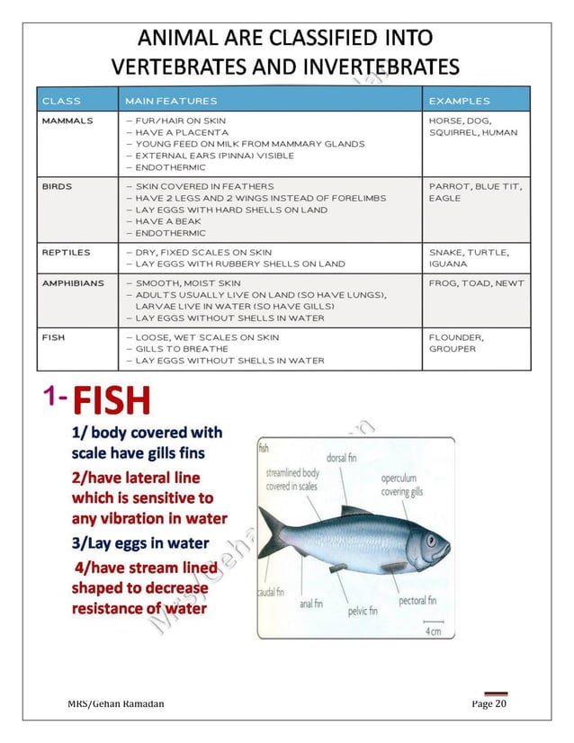 biology 1. Classification Of Living Organisms notes (Dr. jehan Ramadan ...