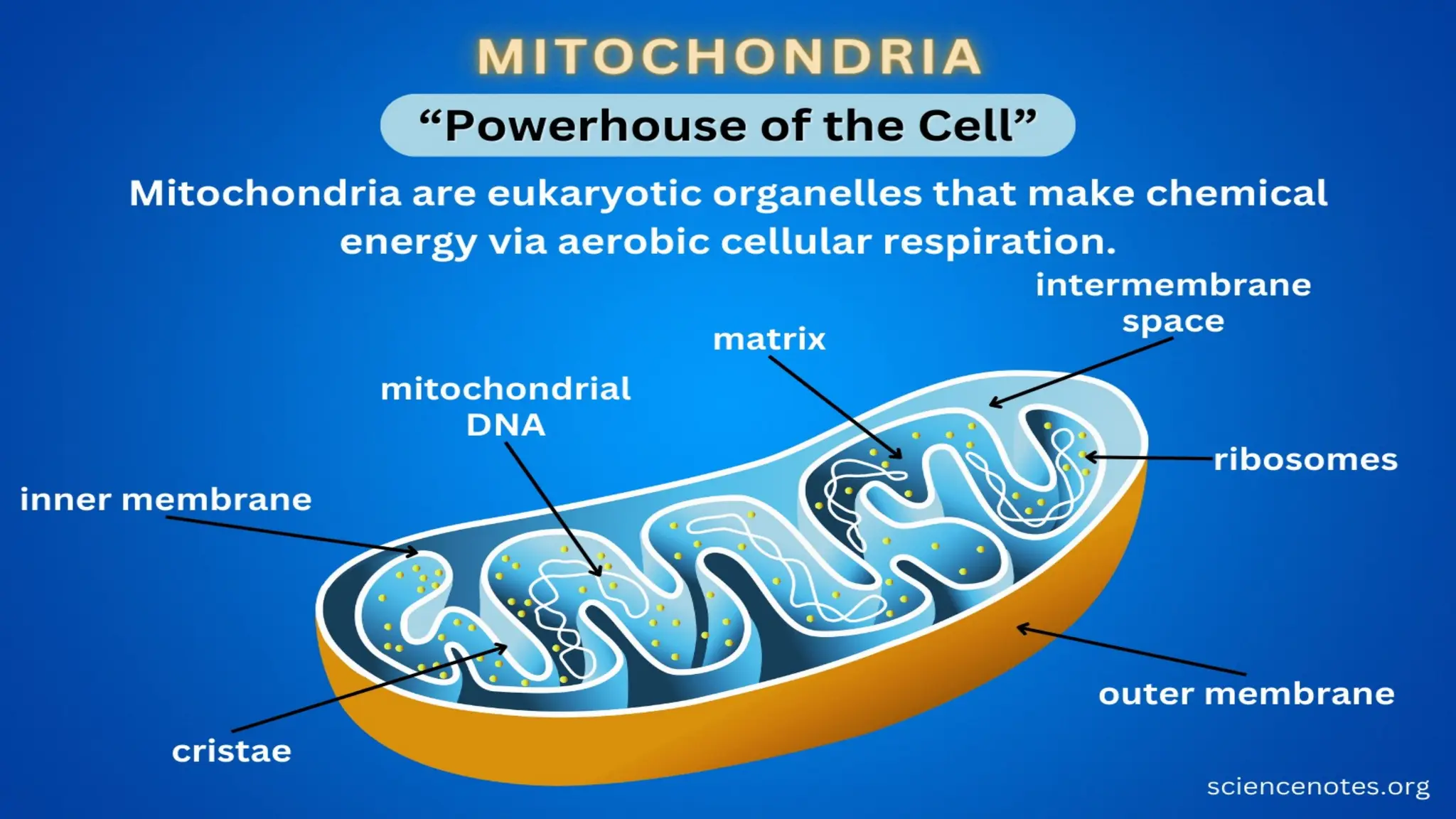 Biology 1 - Qtr. 2 - Lesson 4 - Structure of Mitochondria.pptx