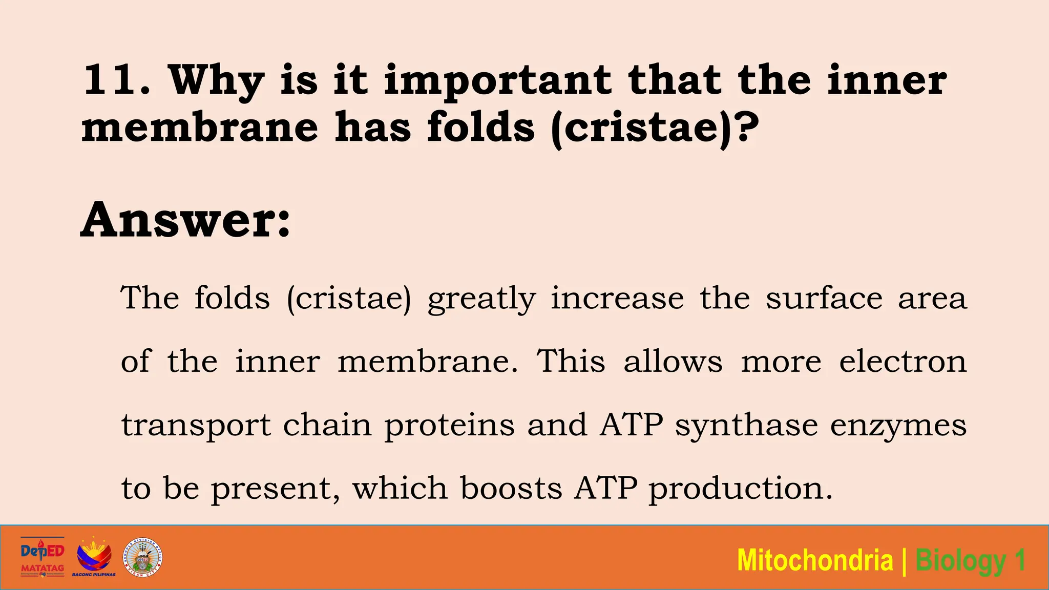 Biology 1 - Qtr. 2 - Lesson 4 - Structure of Mitochondria.pptx