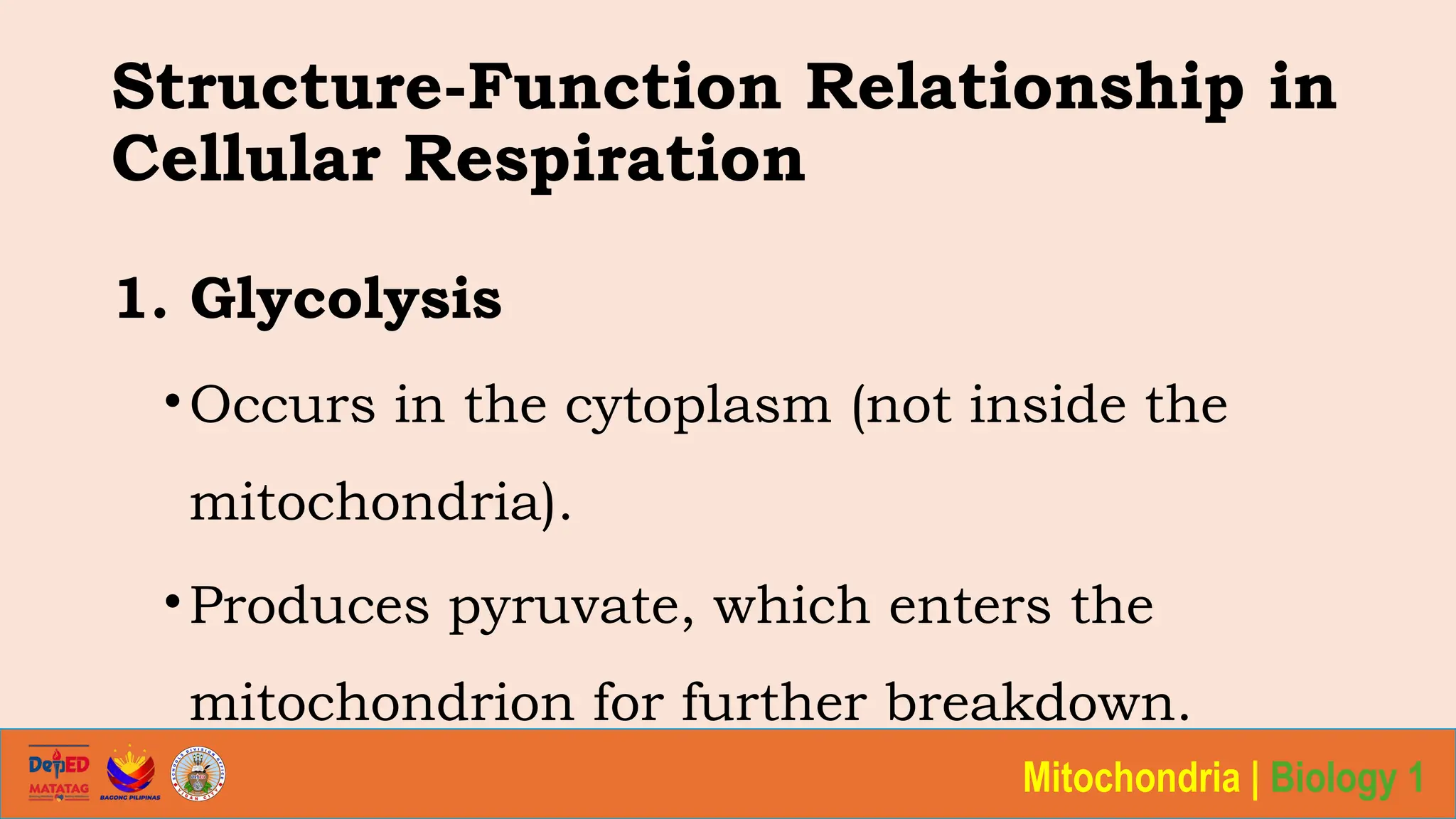 Biology 1 - Qtr. 2 - Lesson 4 - Structure of Mitochondria.pptx