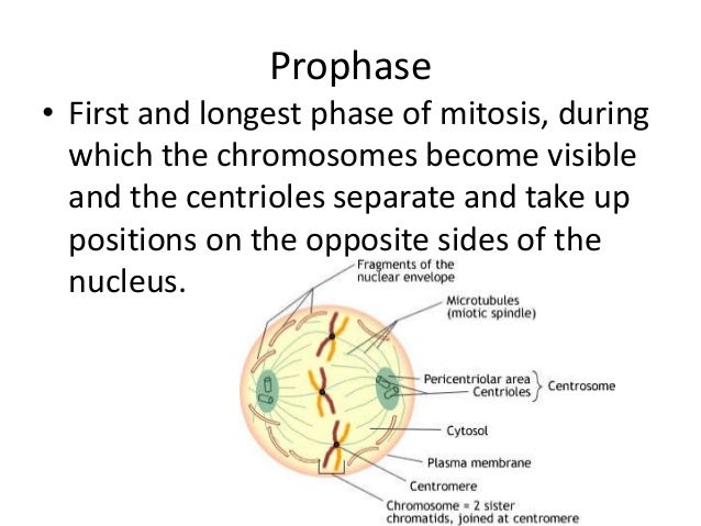 Draw The Diagram Of All Five Sub Stages Of Prophase 1 Of