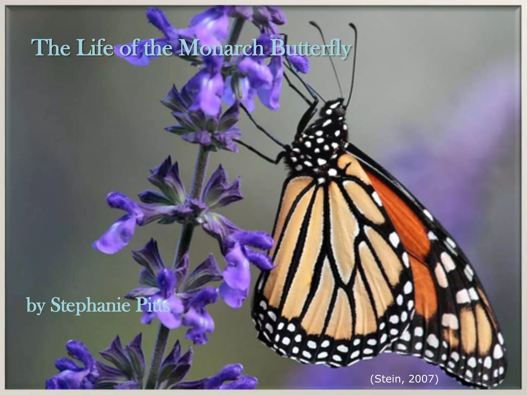 Biology 101 power point presentation on monarch butterflies | PPTX