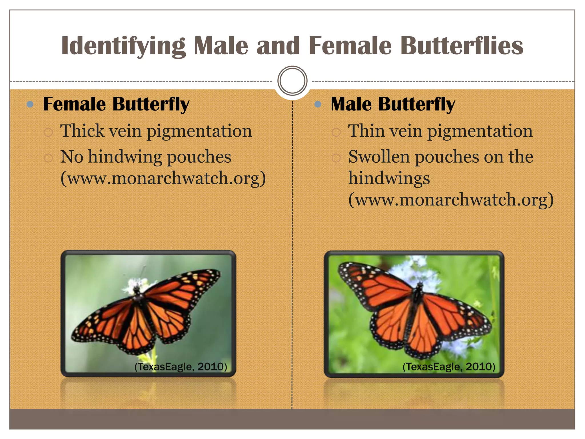Biology 101 power point presentation on monarch butterflies | PPTX